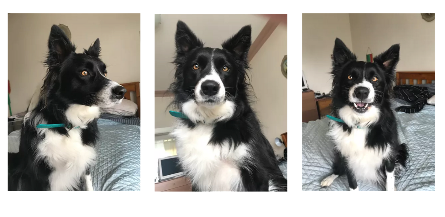 Fetching Collies Custom Pet Portrait Art – fetching collies